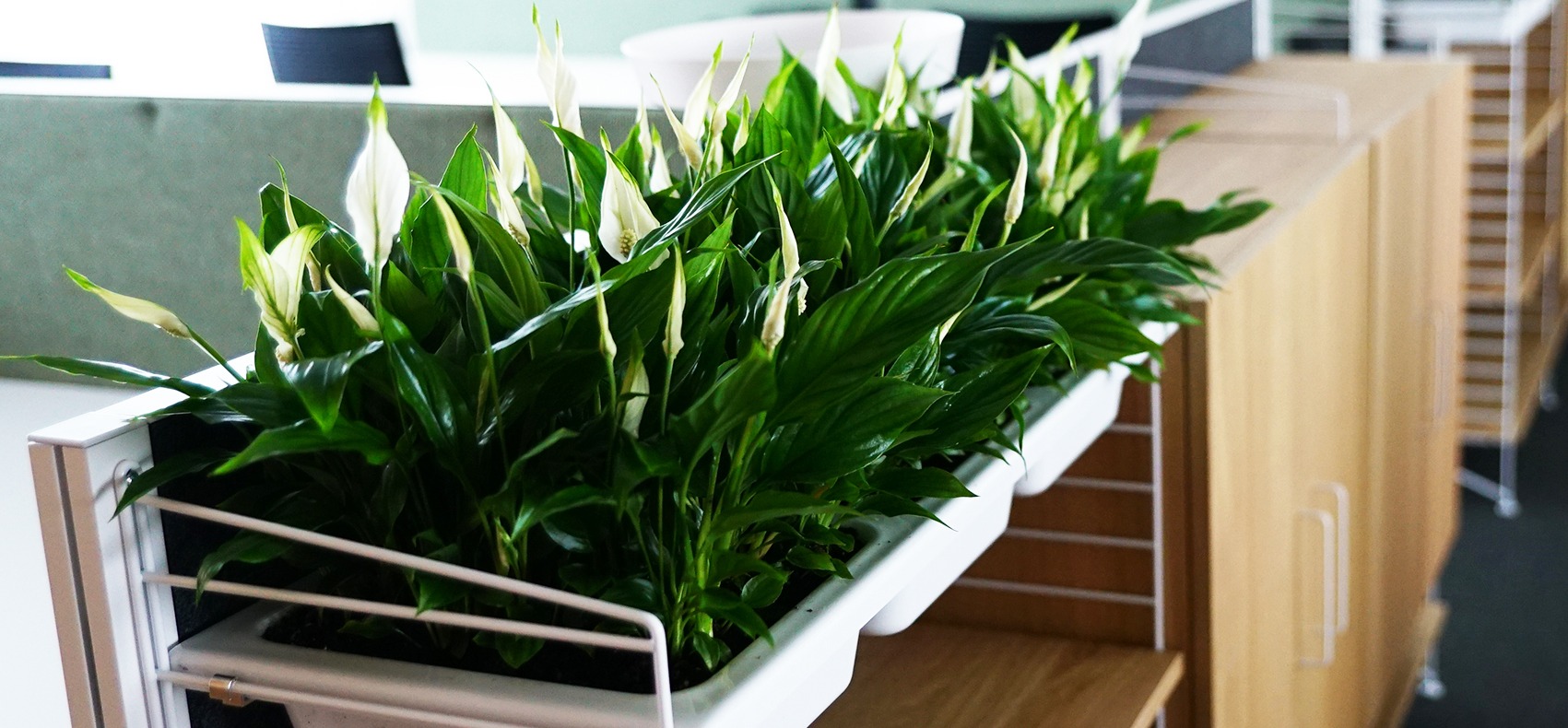 Pareizā istabas augu izvēle - Hercs