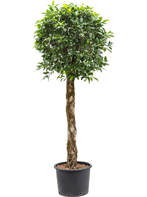 Ficus Nitida - Hercs