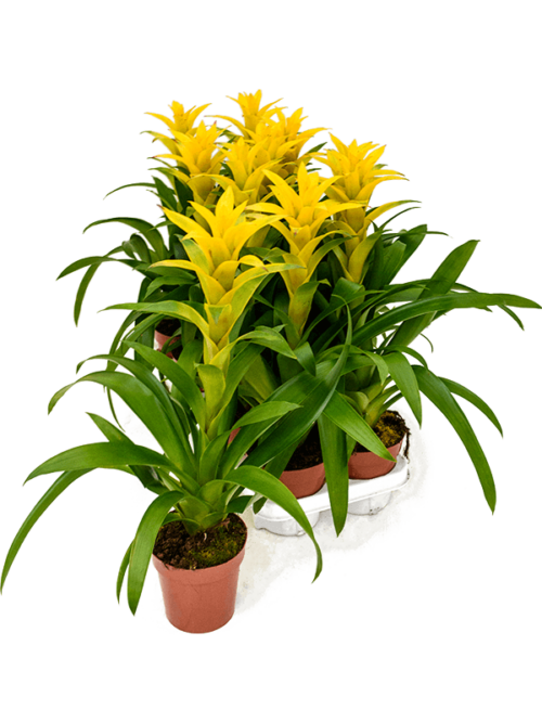 Guzmanija Hilda - Hercs